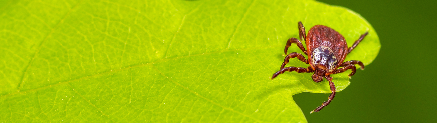 Punture di Zecche su Cani e Gatti: sintomi e cosa fare